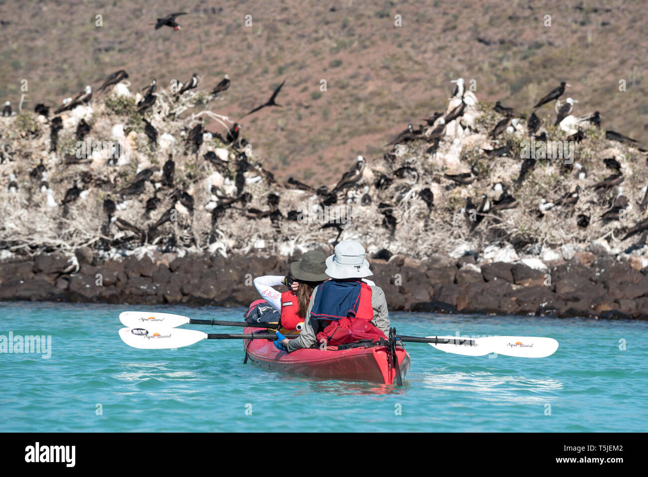 Viewing a Frigatebird nesting colony from a sea kayak, Espiritu Santo ...