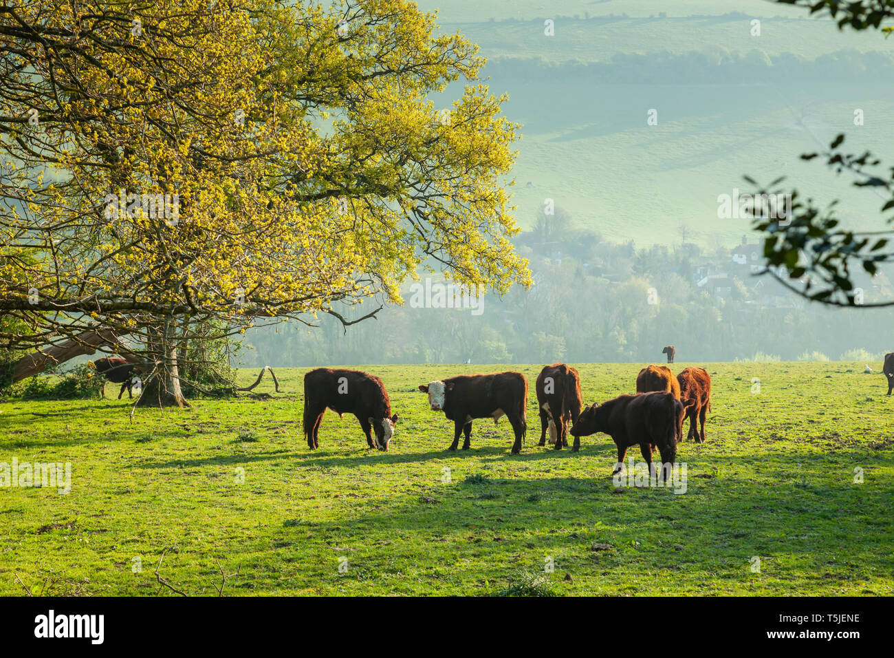Cattle grazing on the South Downs in West Sussex Stock Photo - Alamy