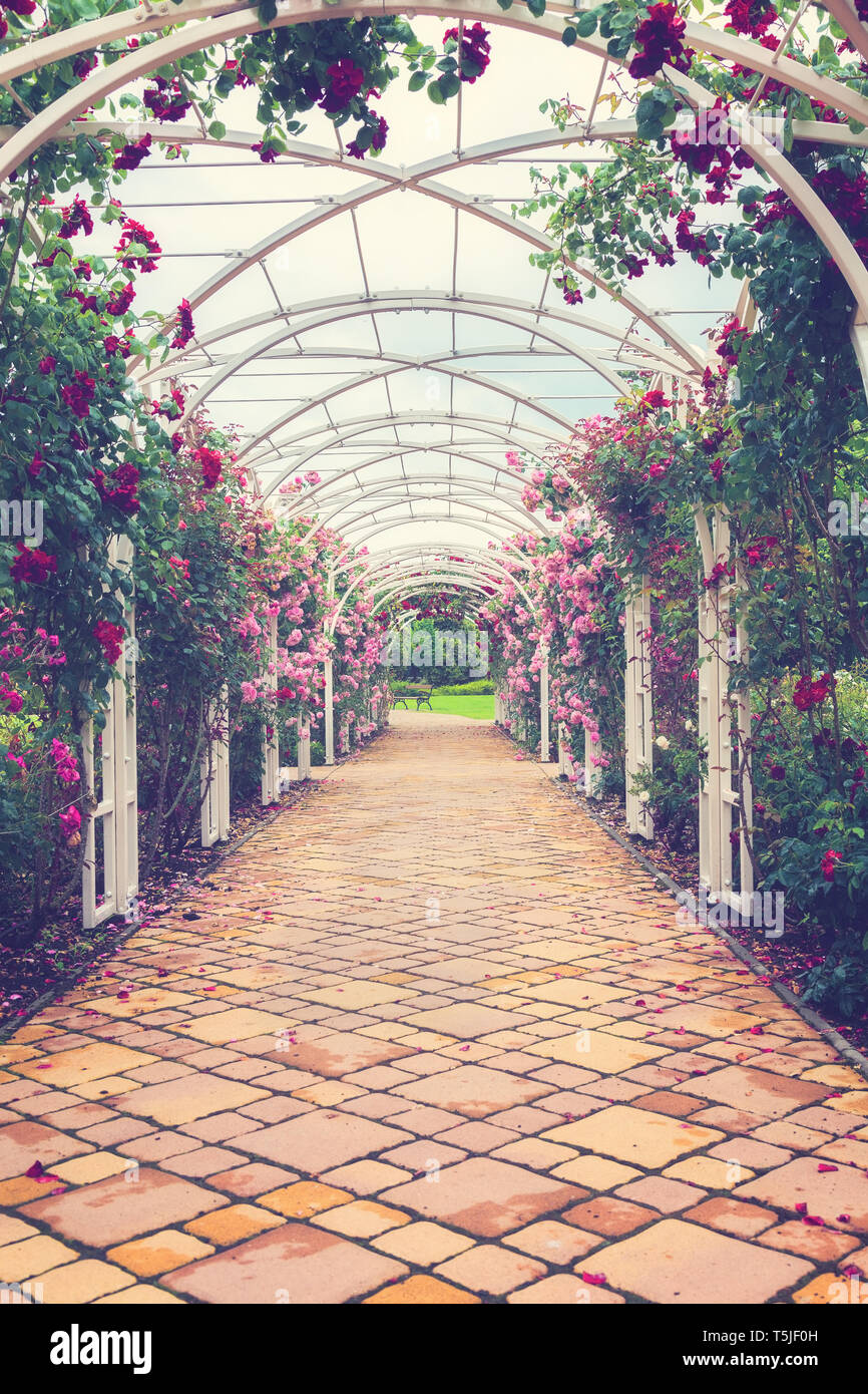 Rose bower hi-res stock photography and images - Alamy