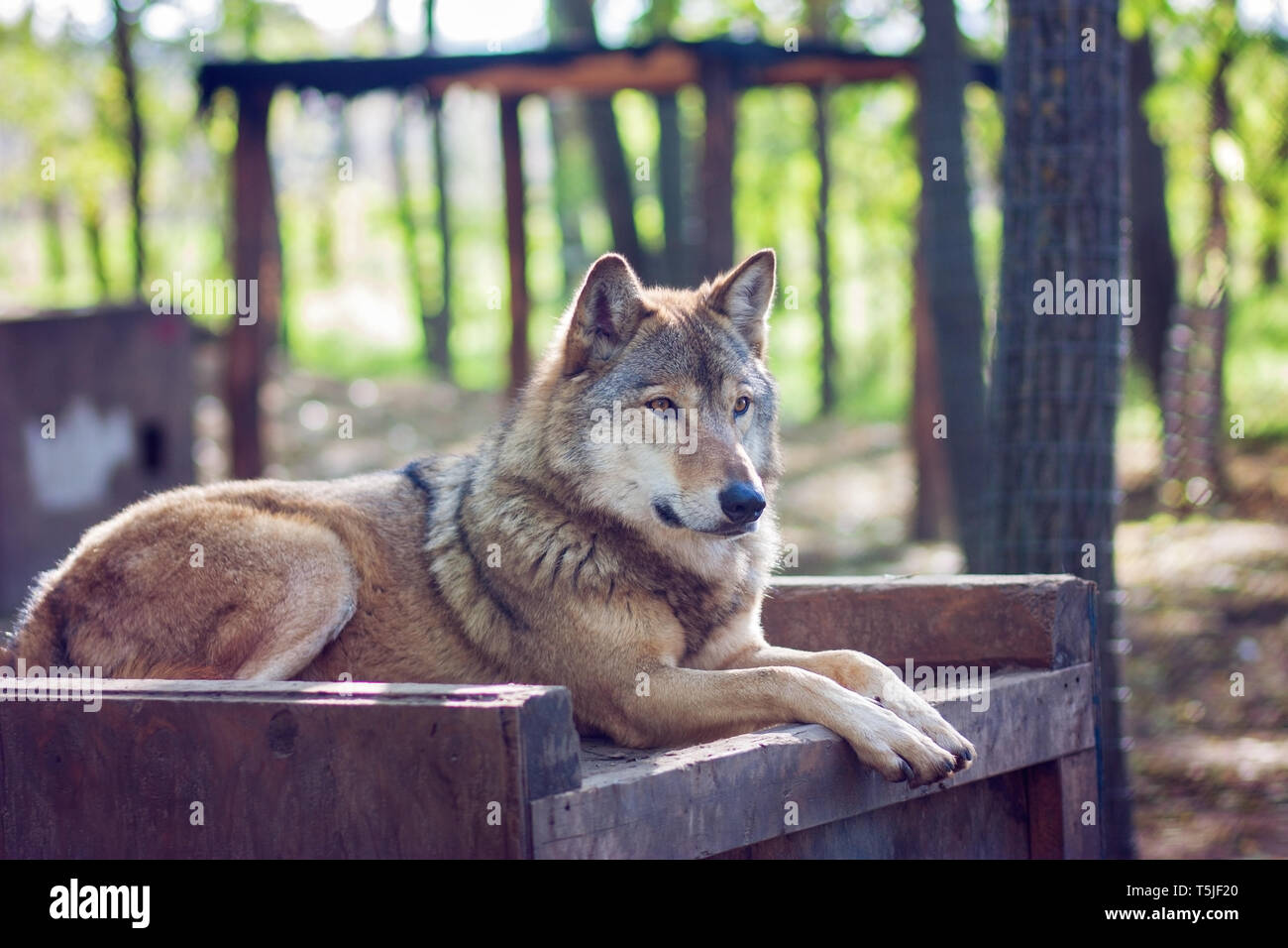 Grey wolf having a rest at the zoo Stock Photo - Alamy