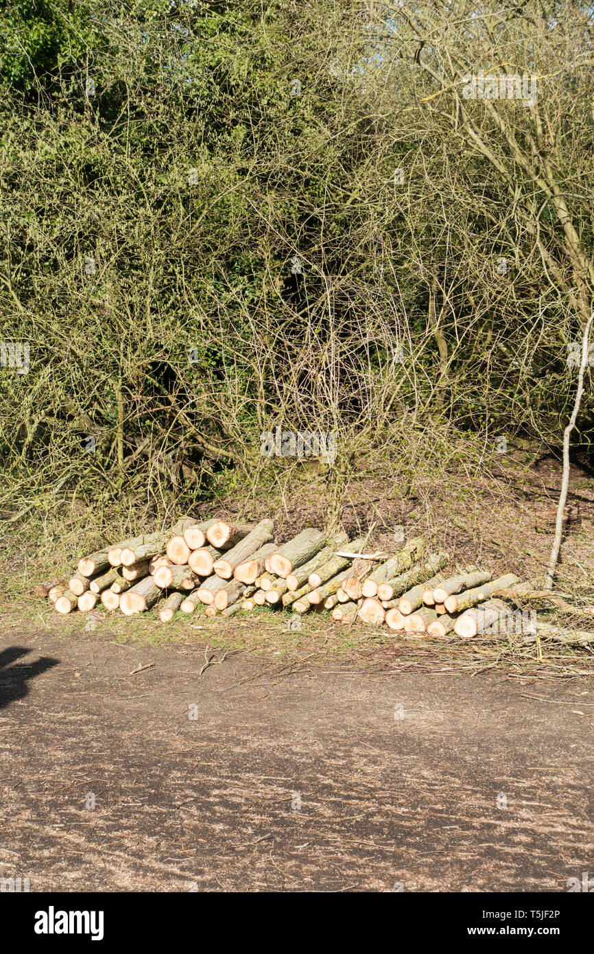 fresh cut logs Stock Photo - Alamy