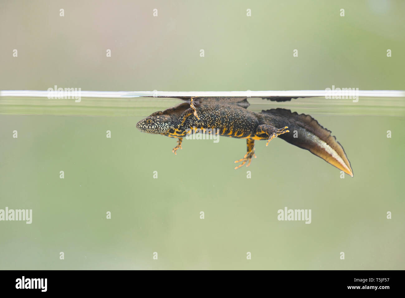 A male Great crested newt (Triturus cristatus), swimming just under the ...