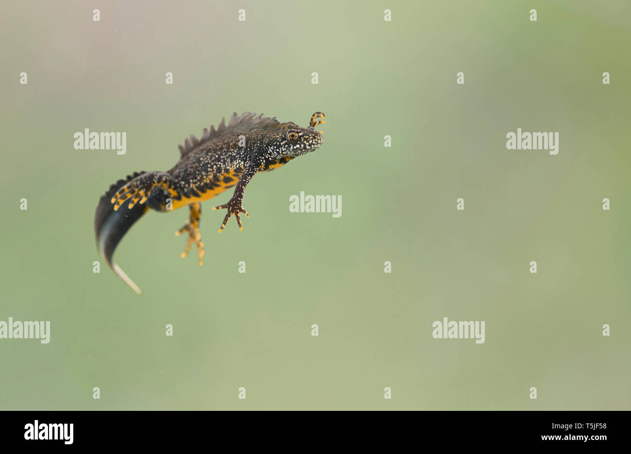 A male Great crested newt (Triturus cristatus) swimming. Photographed ...