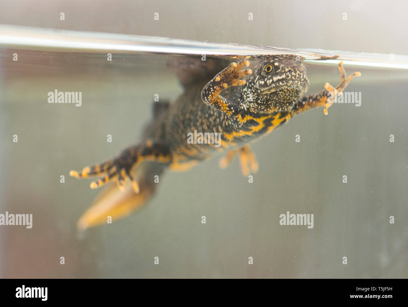 Newt swimming hi-res stock photography and images - Alamy