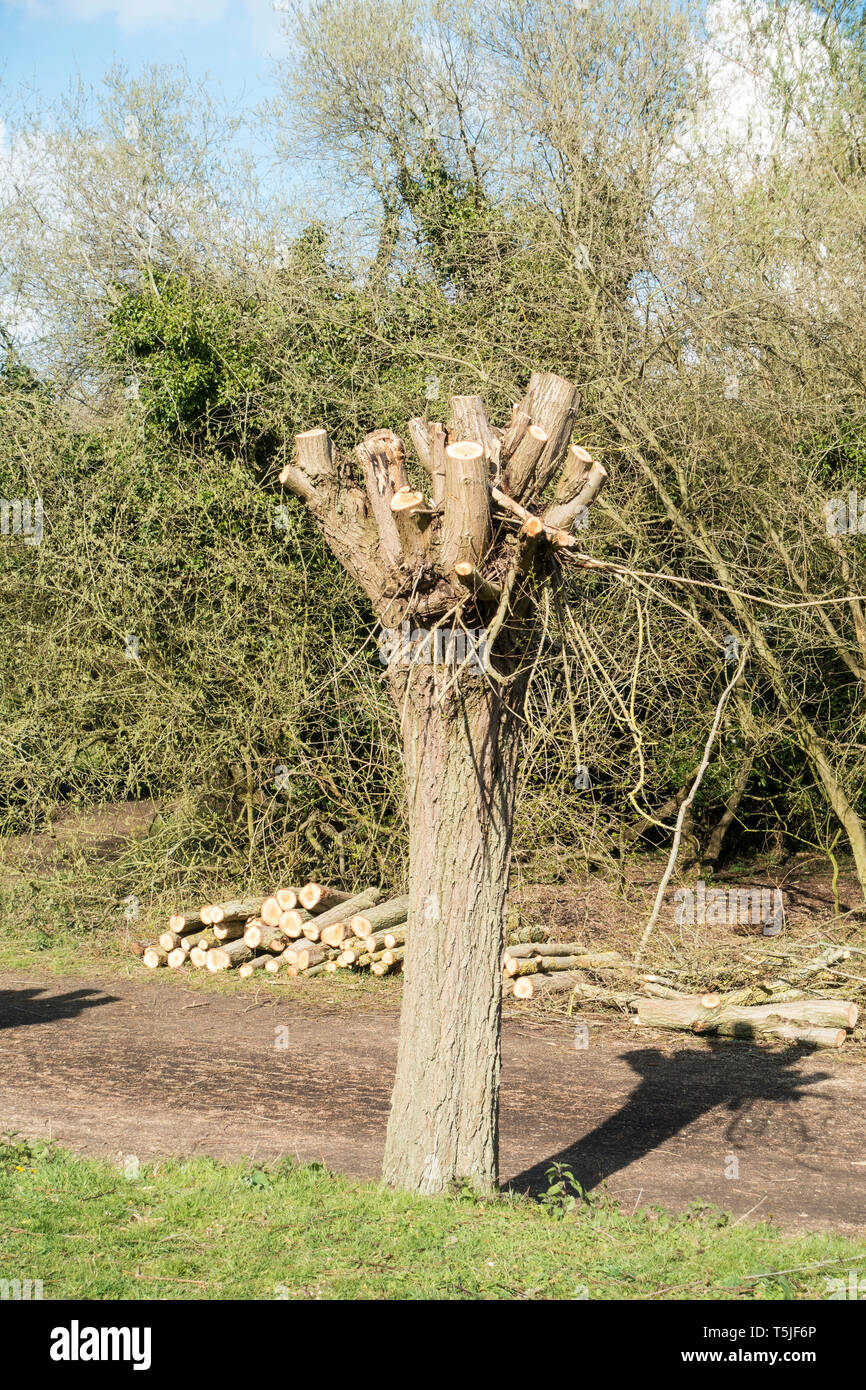 Pollarded tree hi-res stock photography and images - Alamy