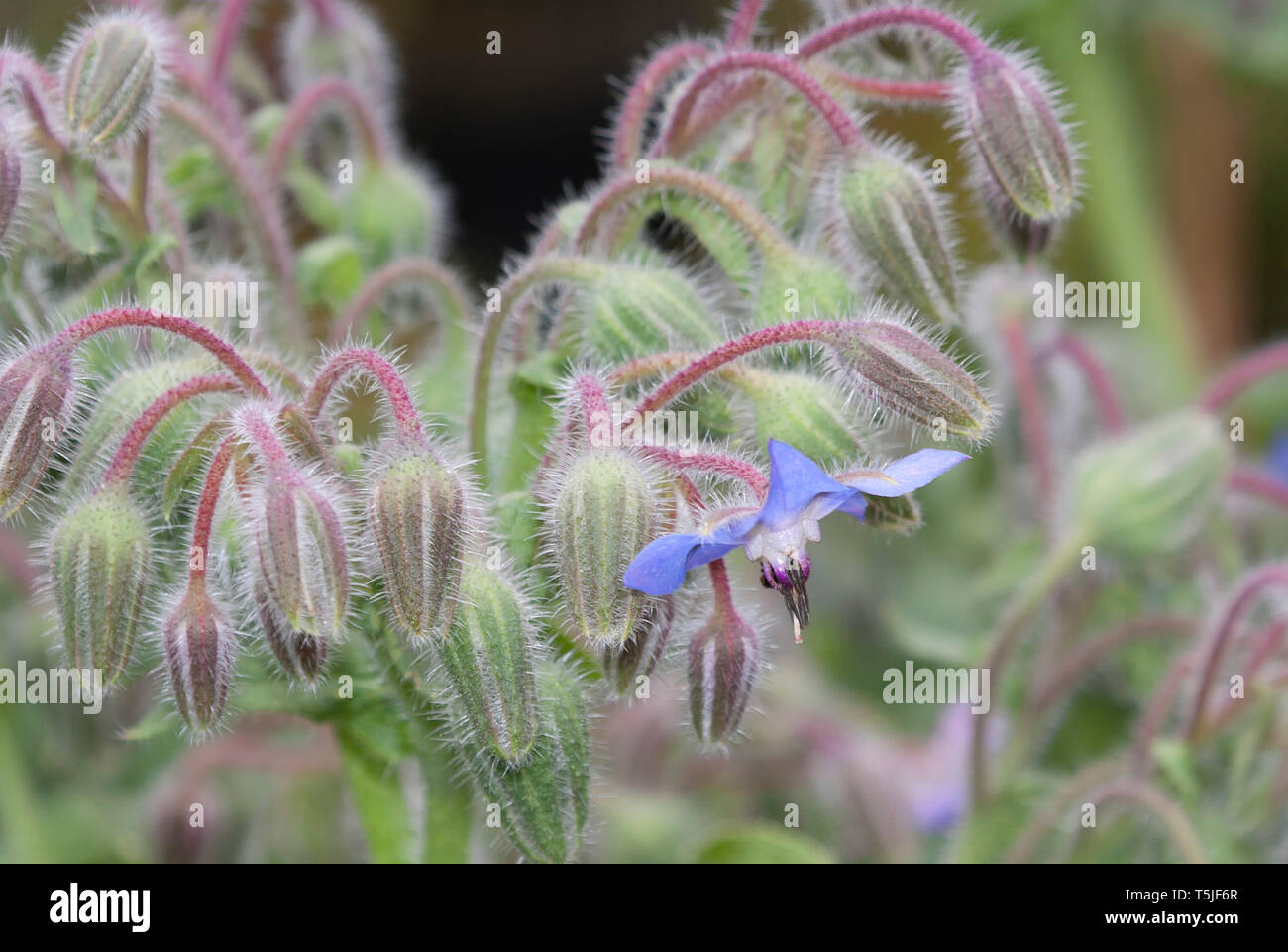 Blossoms of Borage, Borago officinalis, also known as a starflower, is ...