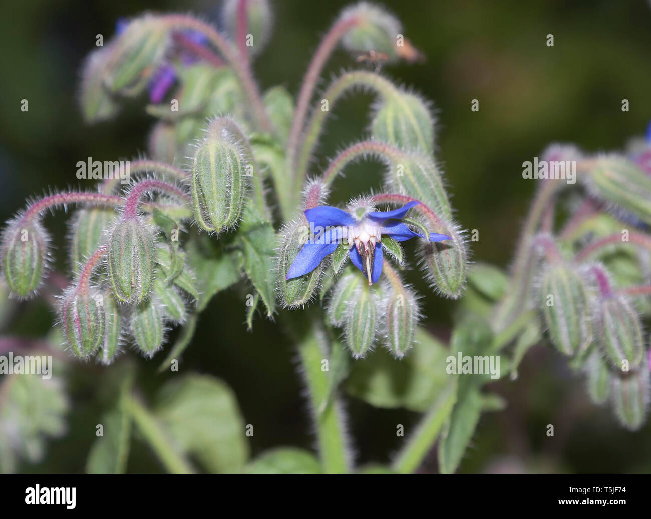 Blossoms of Borage, Borago officinalis, also known as a starflower, is ...