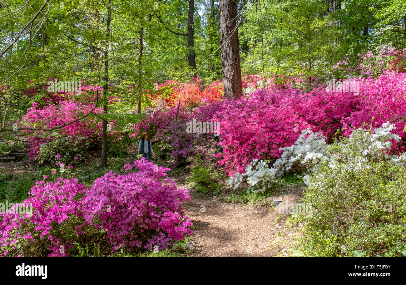Large azaleavbbushes seem to dwarf a human visitor to the U.S. National ...