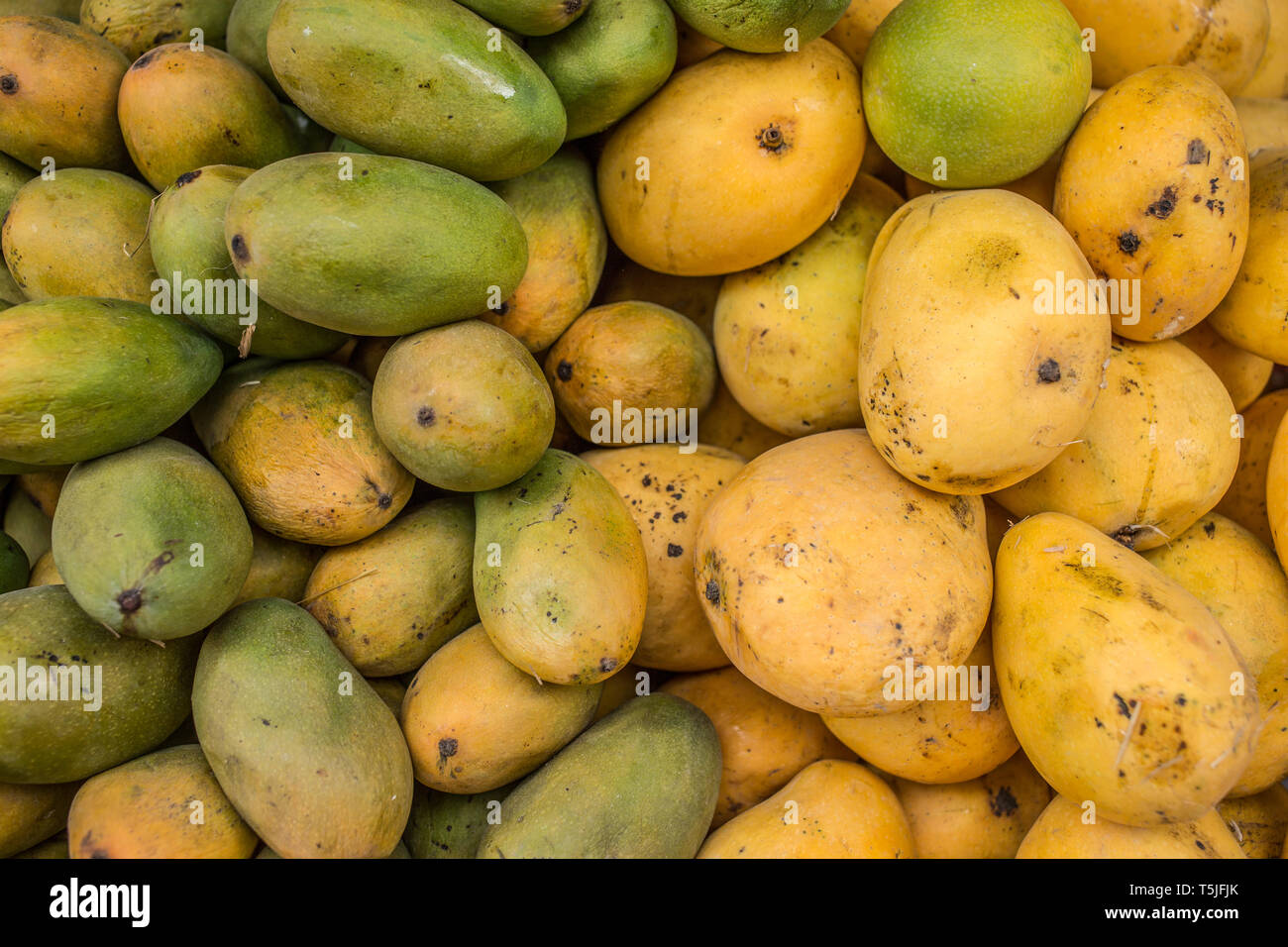 Real mango hi-res stock photography and images - Alamy