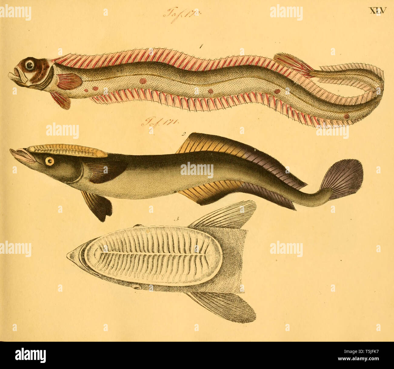 Beautiful vintage hand drawn illustrations of exotic fish and eels from ...