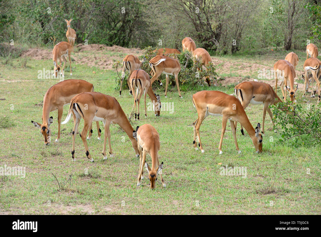 Aepyceros melampus, impala or rooibok, Impalas, Schwarzfersenantilope ...