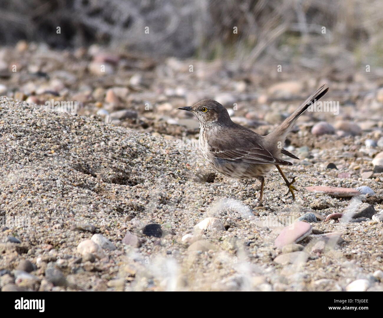 A sage thrashers waits next to an ant hill for western harvester ants ...