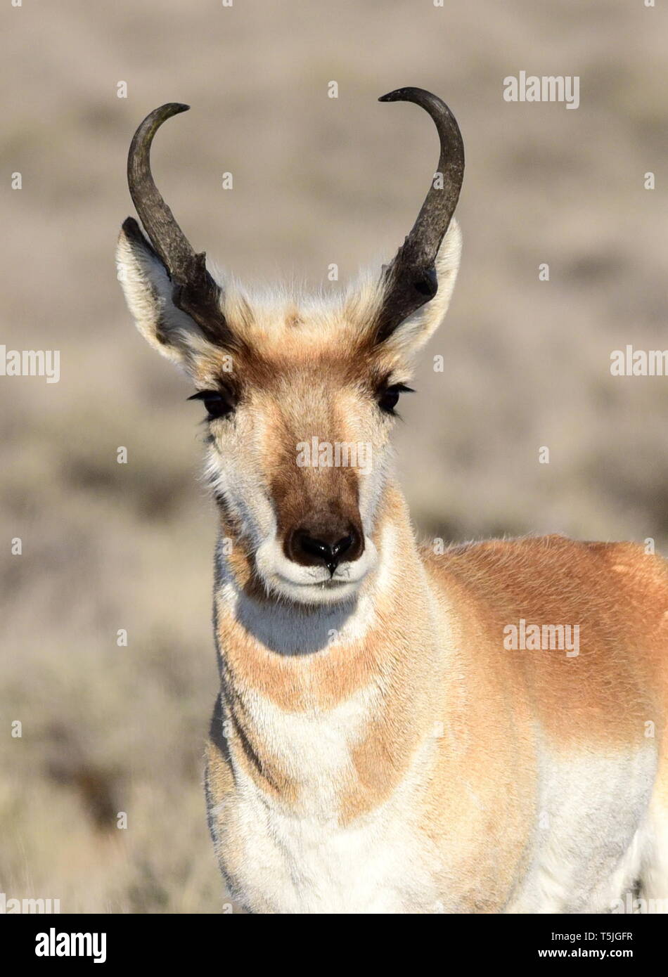 A pronghorn antelope stands in the sage steppe grasslands at Seedskadee ...