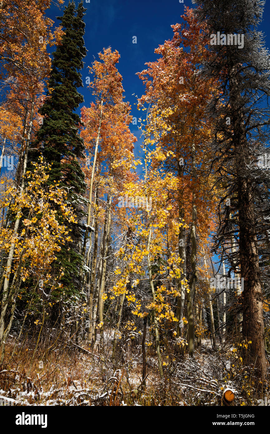 Pine trees snow aspen hi-res stock photography and images - Alamy