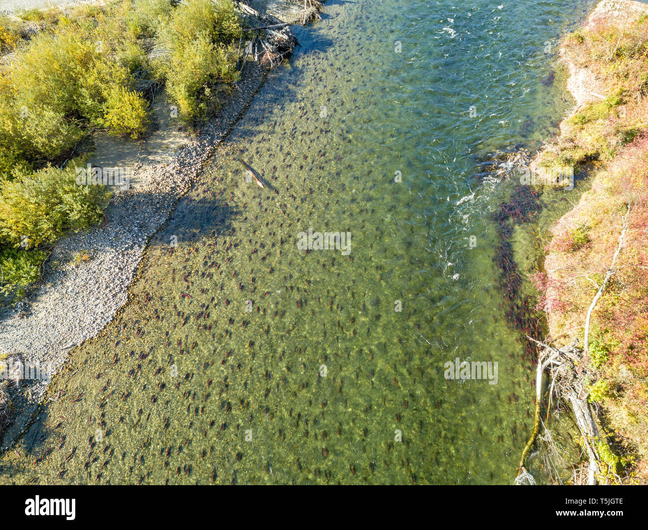 Salmon run hi-res stock photography and images - Alamy