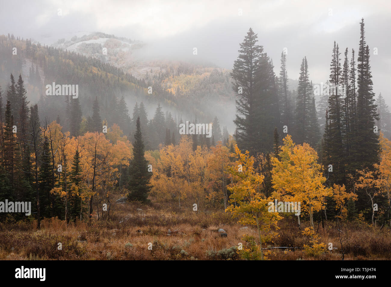 Aspens in the fog, Big Cottonwood Canyon, Utah Stock Photo - Alamy