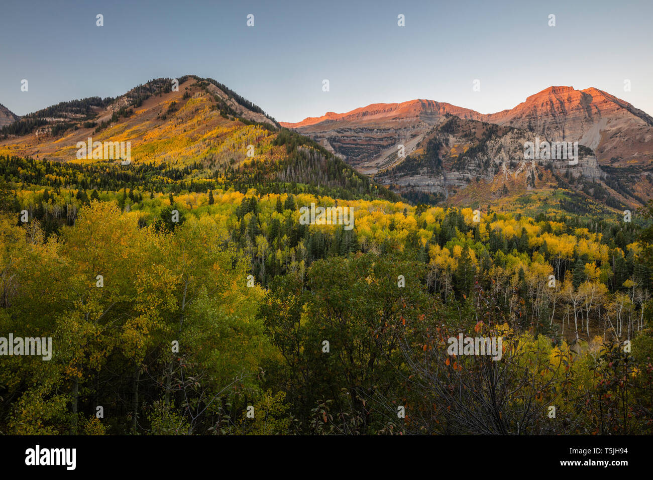 Fall color at sunrise, Mount Timpanogos, Wasatch Mountains, Utah Stock ...