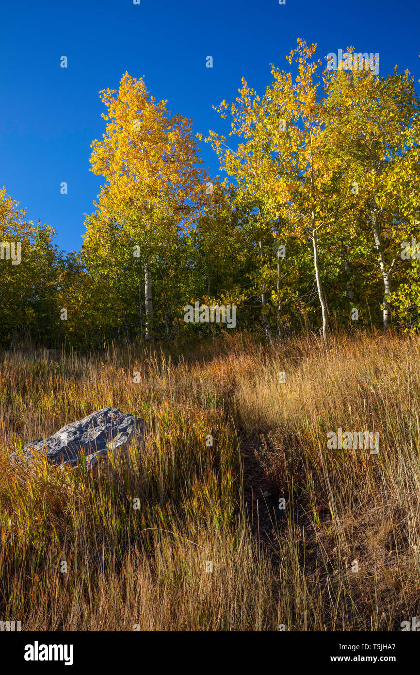Golden aspen hi-res stock photography and images - Alamy