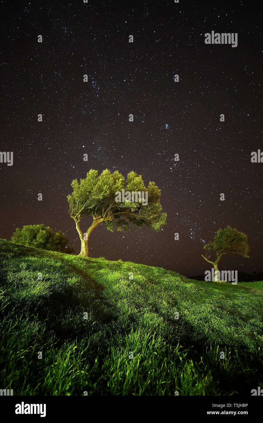 Spain, Cadaques, olive trees under starry sky Stock Photo - Alamy