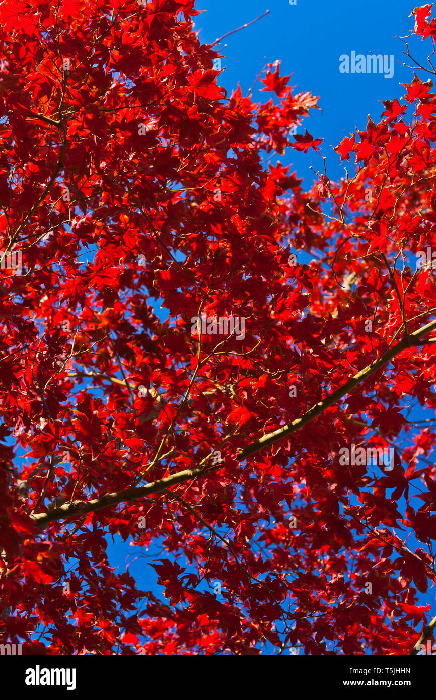 Bloodgood japanese maple hi-res stock photography and images - Alamy