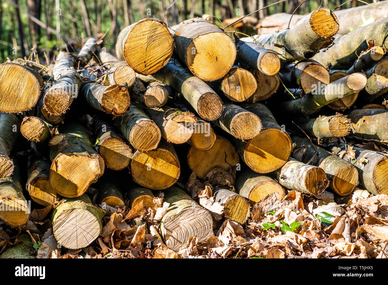 Pile of cut chestnut logs from coppicing at Fore Wood, Crowhurst, East ...