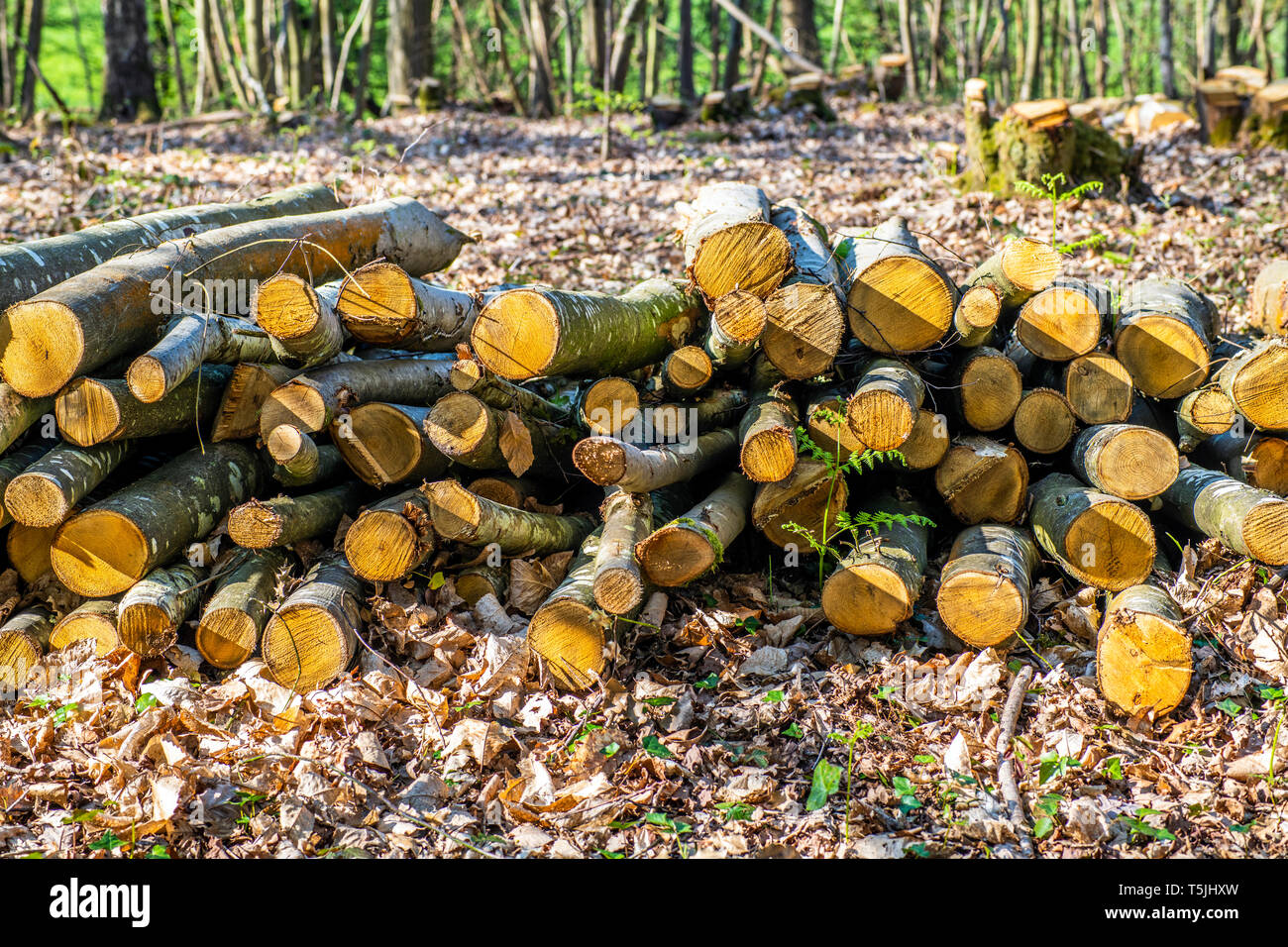 Pile of cut chestnut logs from coppicing at Fore Wood, Crowhurst, East ...