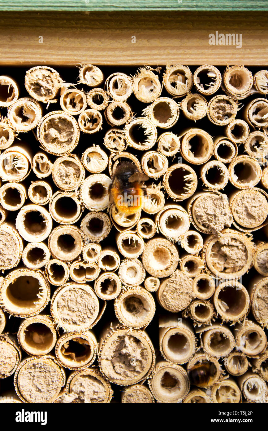 Red-tailed bumblebee at insect hotel Stock Photo - Alamy