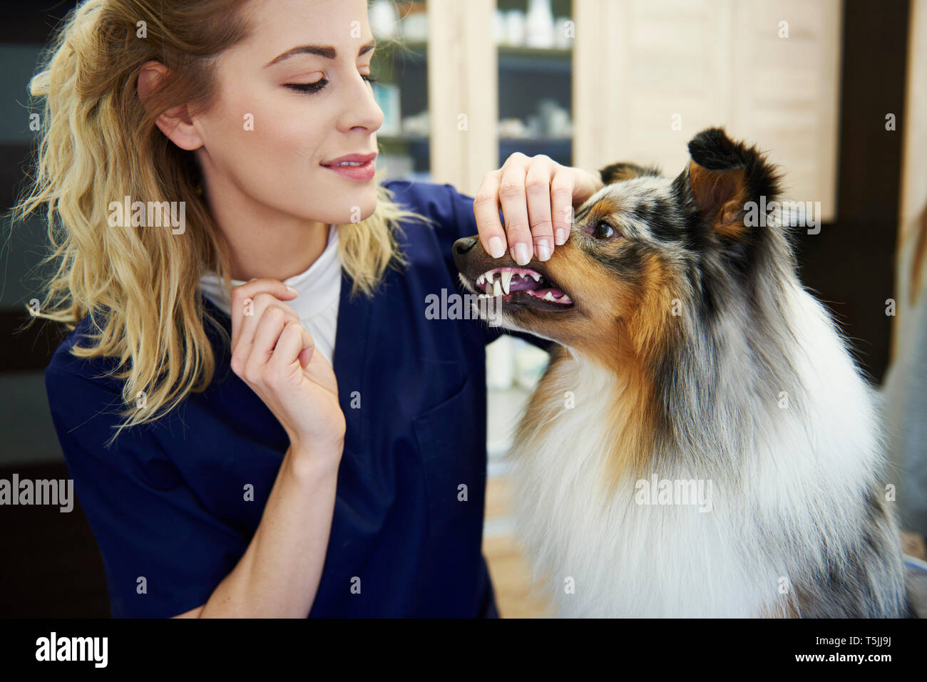 Female veterinarian examining dog's teeth in veterinary surgery Stock ...