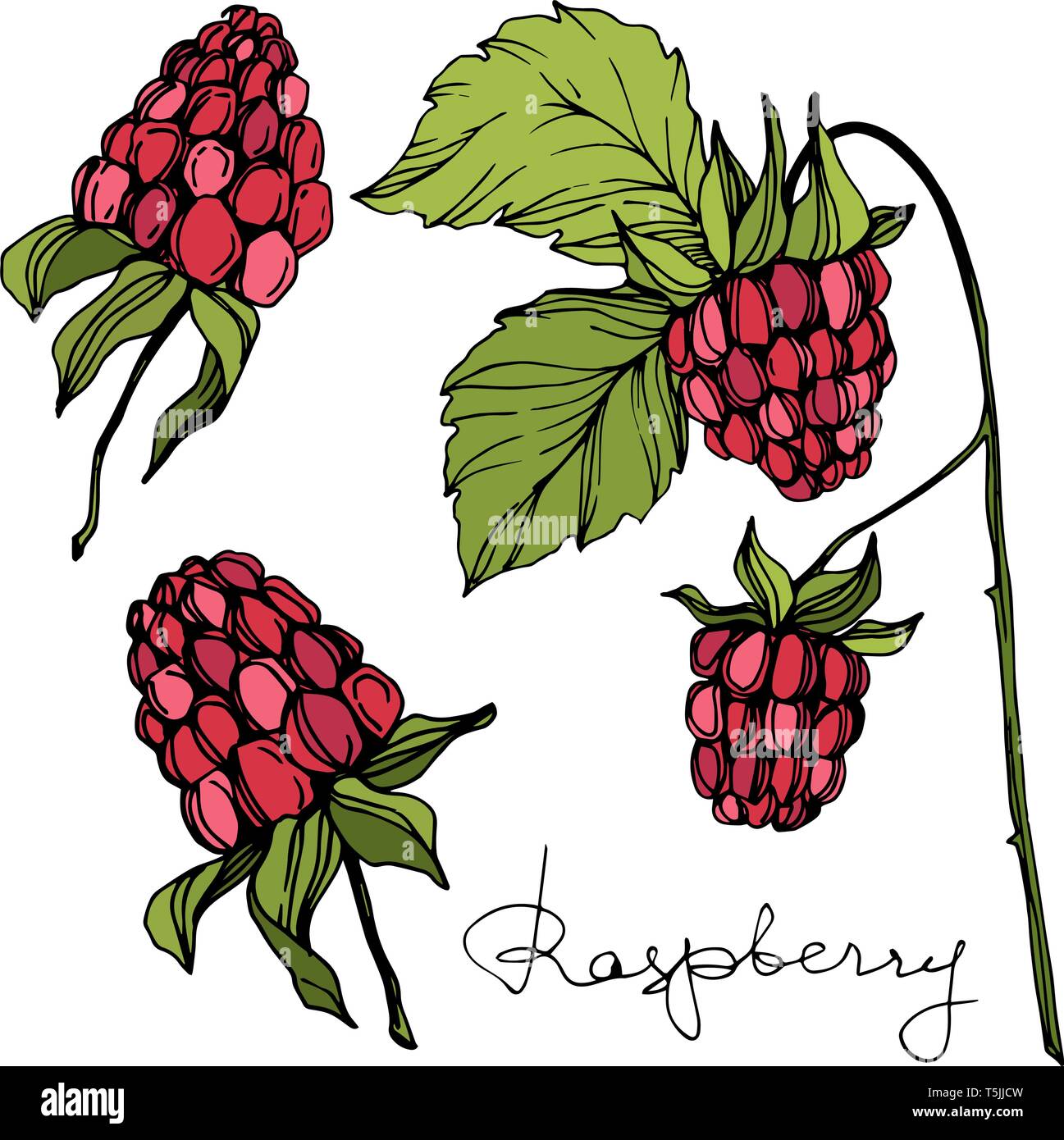 Vector Raspberry healthy food isolated. Red and green engraved ink art ...