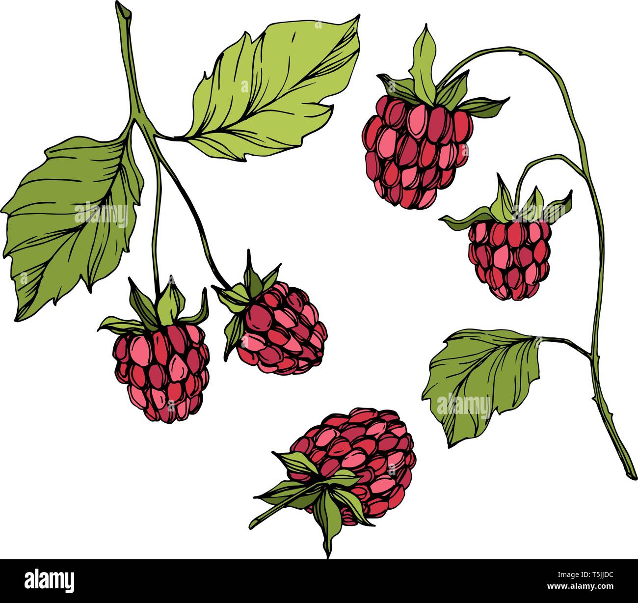 Vector Raspberry healthy food isolated. Red and green engraved ink art ...