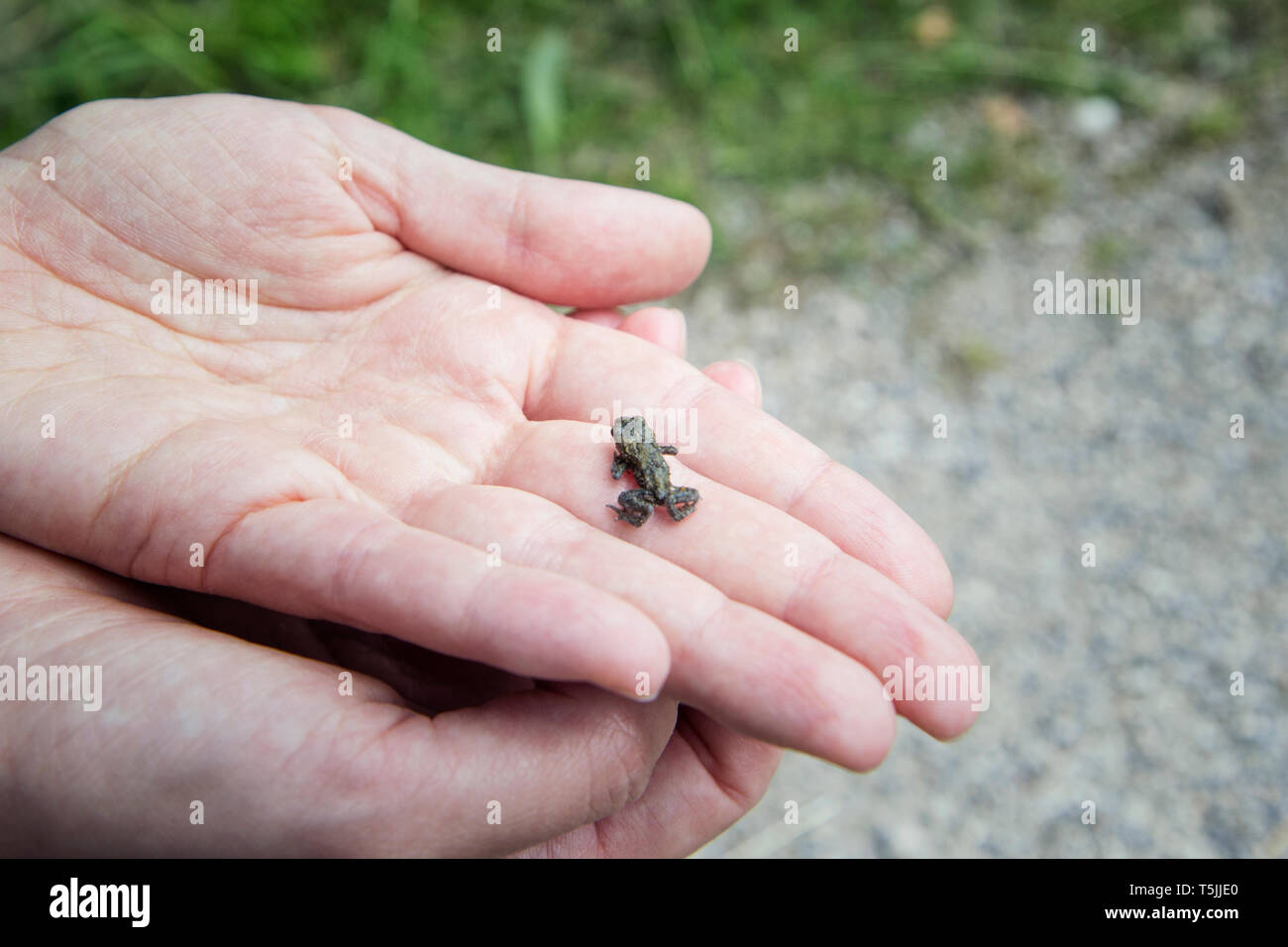 Toad in hand hi-res stock photography and images - Alamy