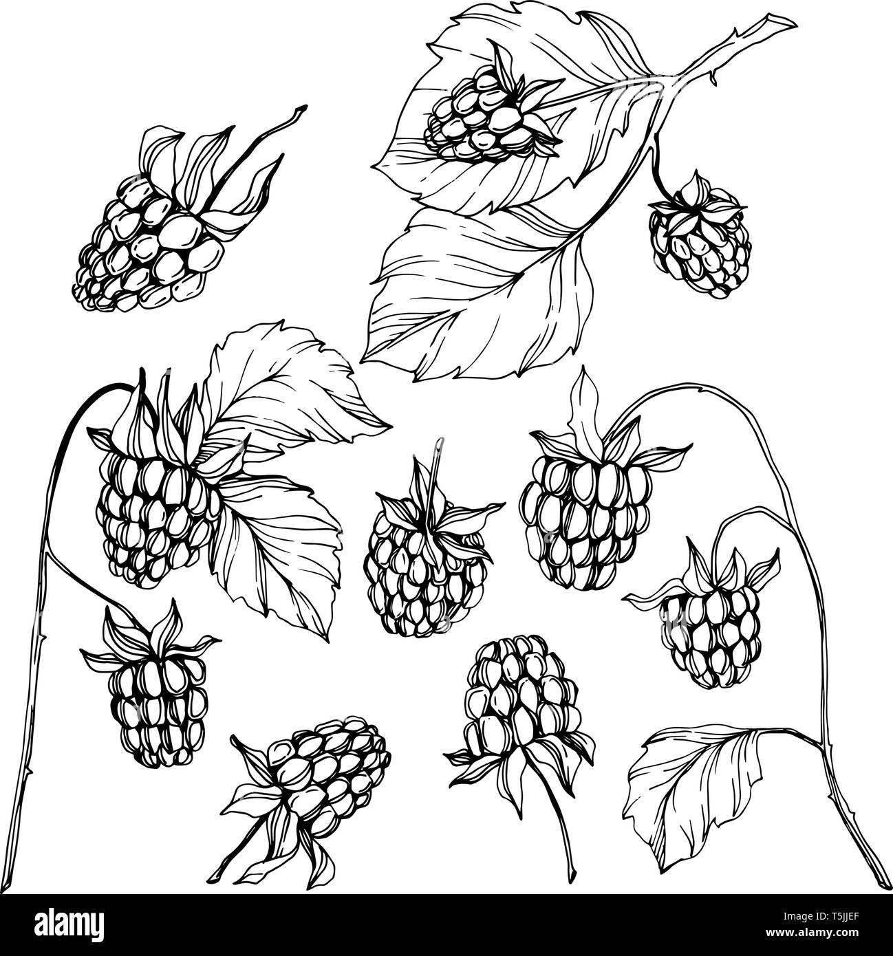 Vector Raspberry healthy food isolated. Black and white engraved ink ...