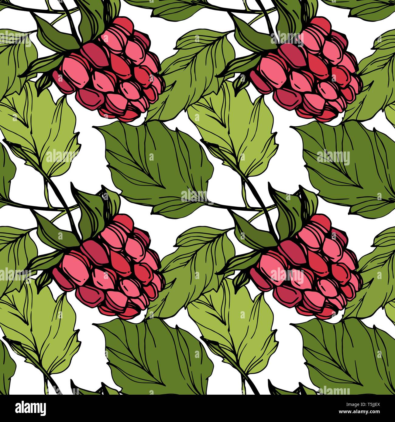 Vector Raspberry healthy food isolated. Red and green engraved ink art ...