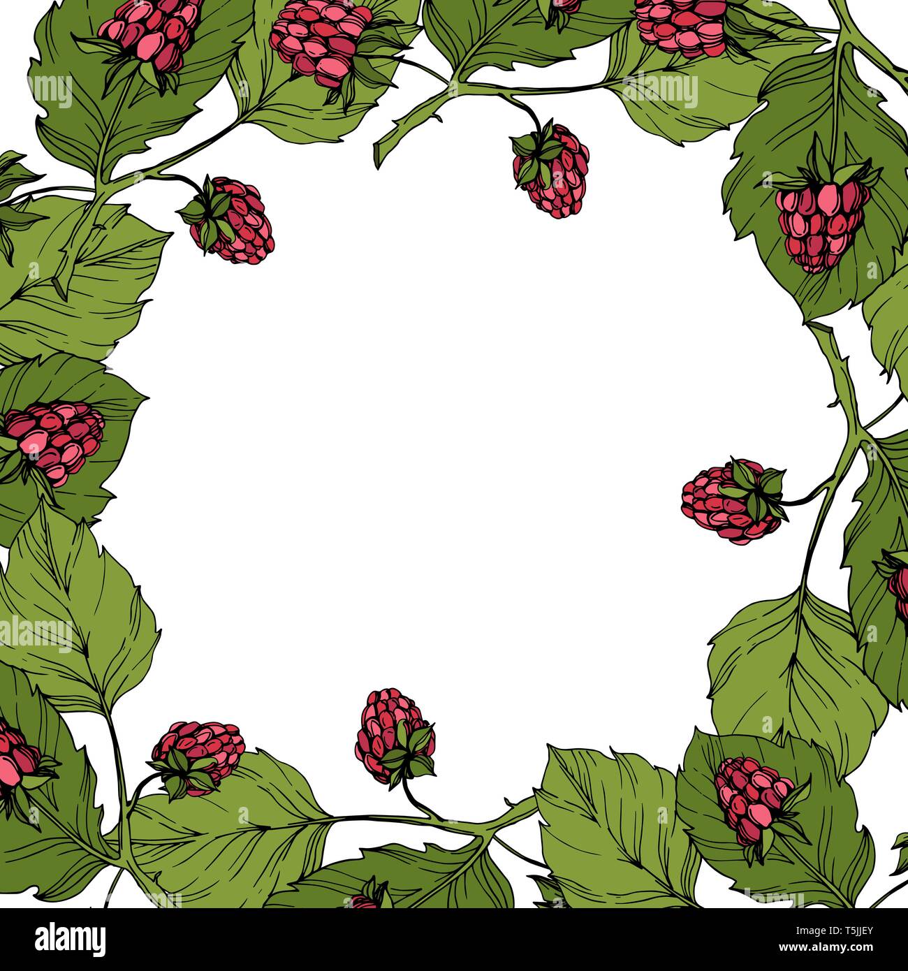 Vector Raspberry healthy food isolated. Red and green engraved ink art ...