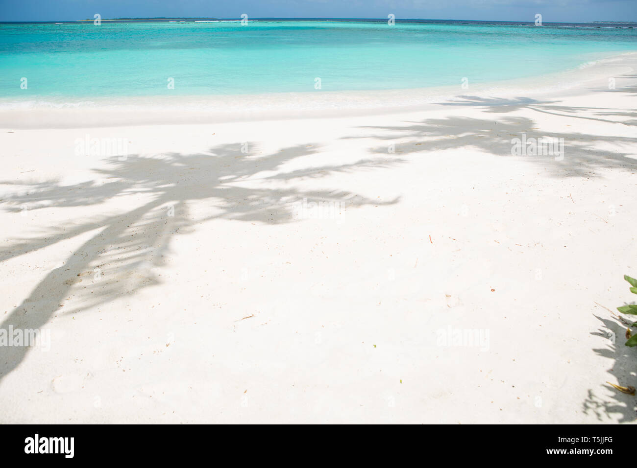 Dream beach with shadows of palms on the Maldives Stock Photo - Alamy