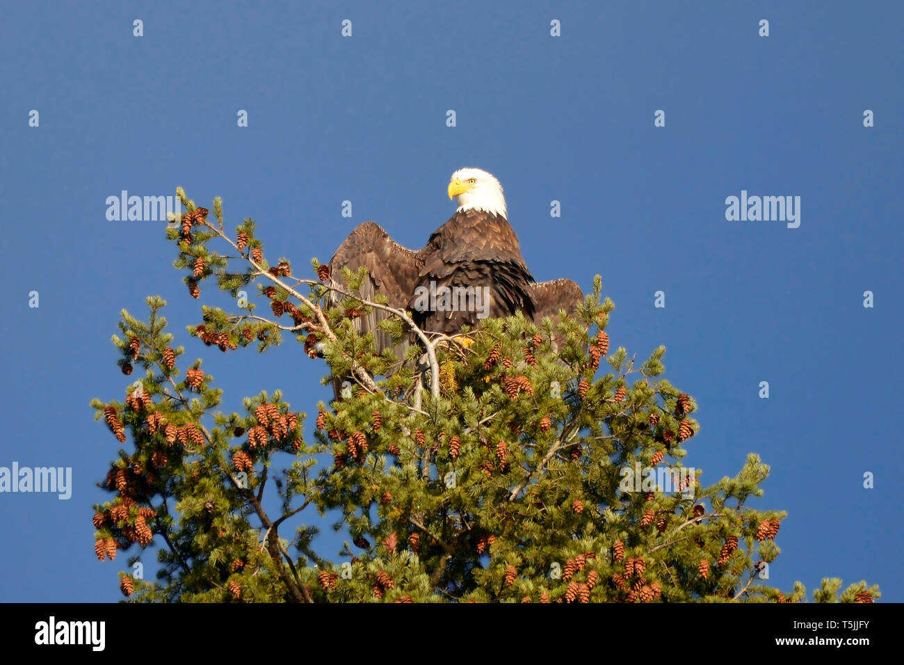 Bald eagle of british columbia hi-res stock photography and images - Alamy