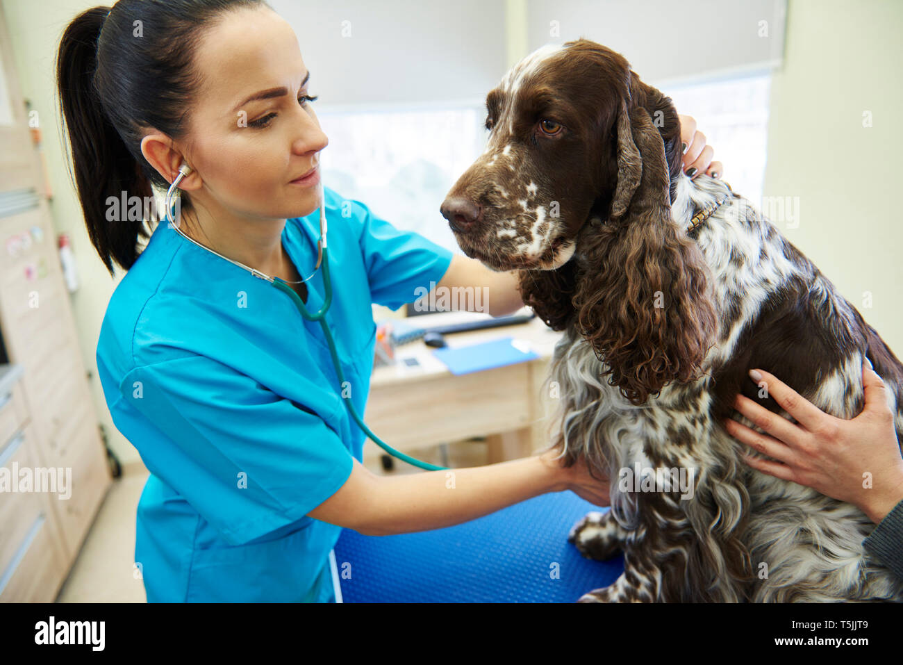 Female veterinarian examining dog with stethoscope in veterinary ...