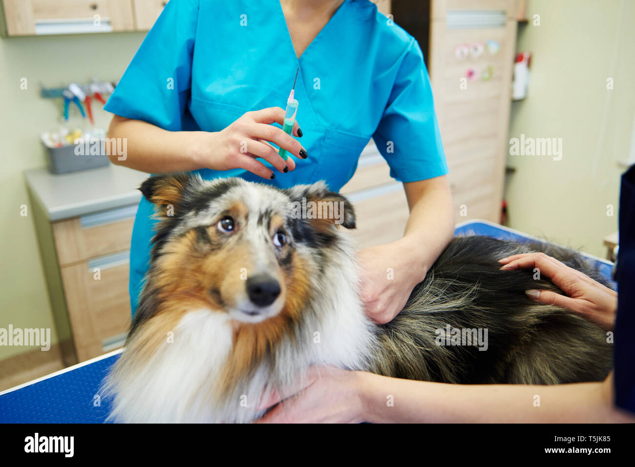 Dog receiving an injection in veterinary surgery Stock Photo - Alamy