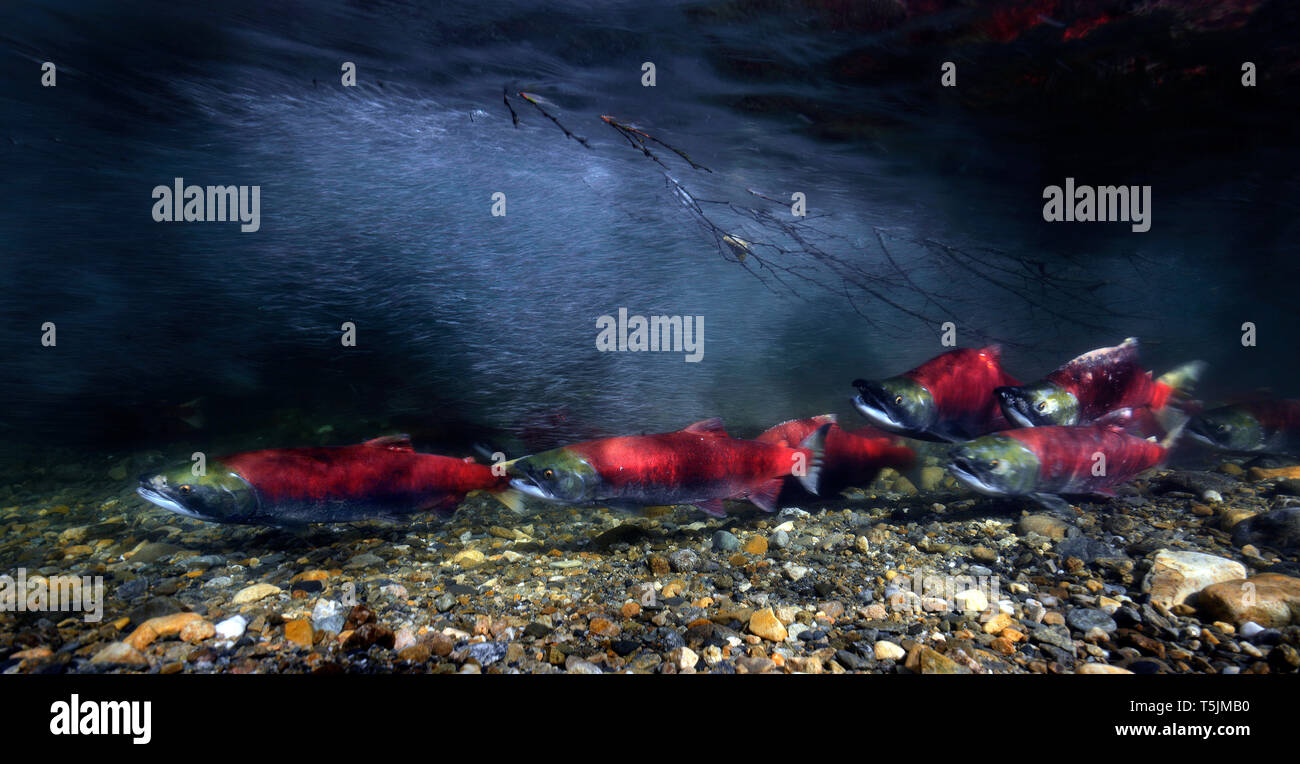 Sockeye salmons oncorhynchus nerka hi-res stock photography and images ...