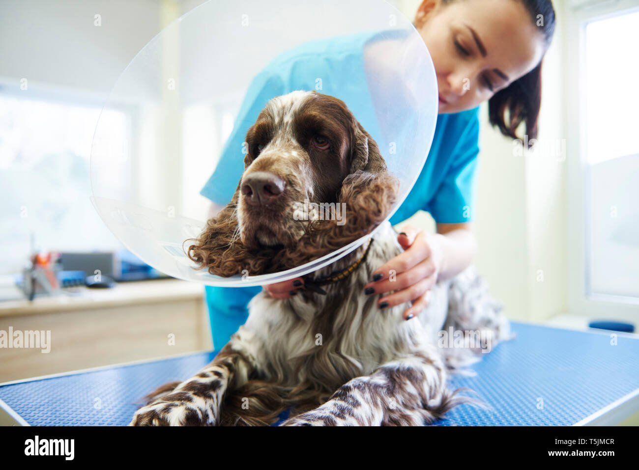 Dog wearing an Elizabethan colla in veterinary surgery Stock Photo - Alamy