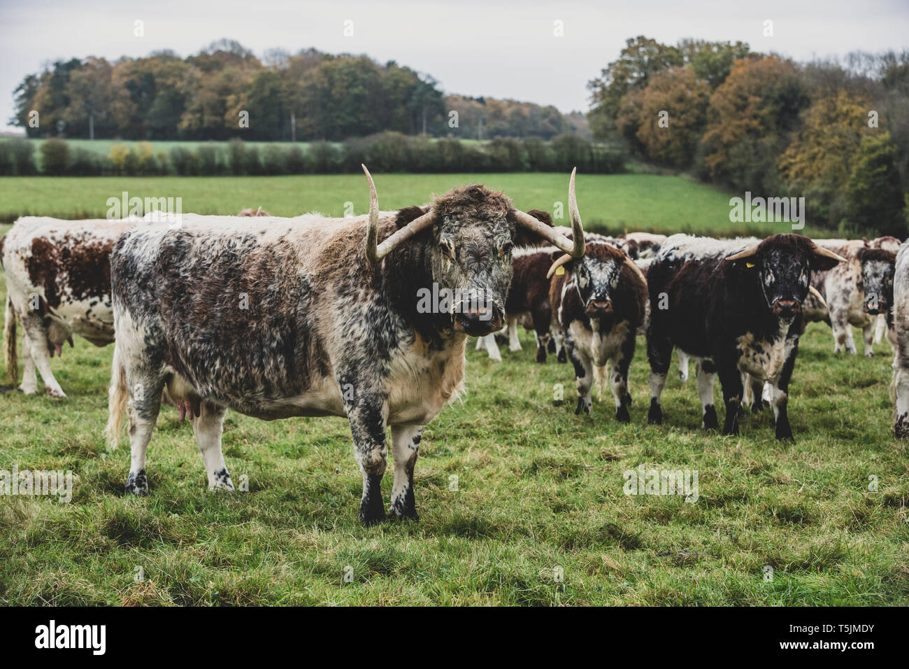 English longhorn cows hi-res stock photography and images - Alamy