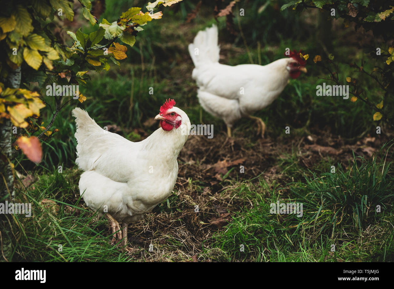 White chickens hi-res stock photography and images - Alamy