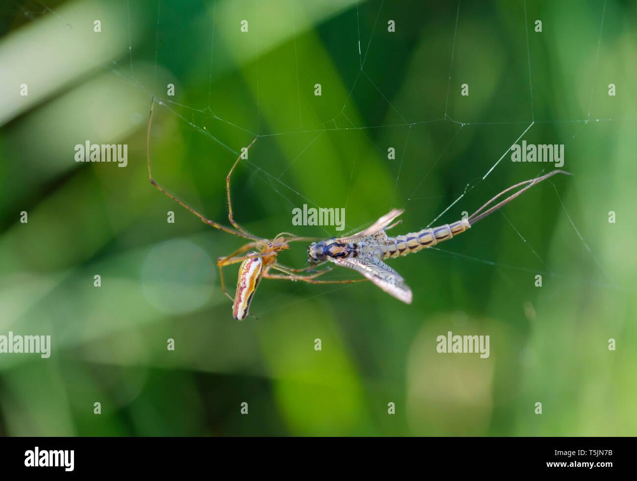Dead Mayfly High Resolution Stock Photography and Images - Alamy