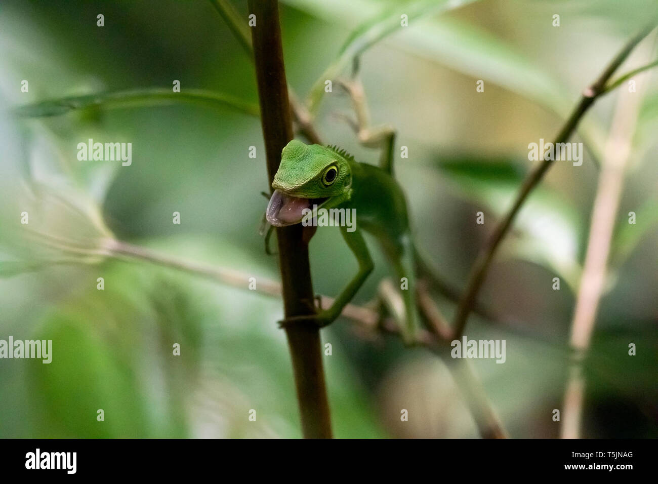 Malaysia, Borneo, Sabah, Natural Reserve, Green crested lizard ...
