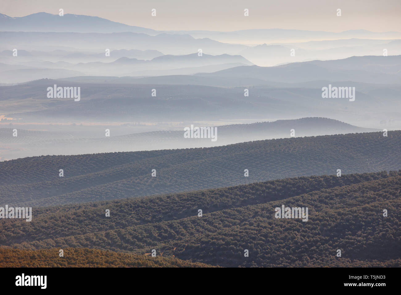 Olive tree fields in Andalusia. Spanish agricultural harvest landscape ...