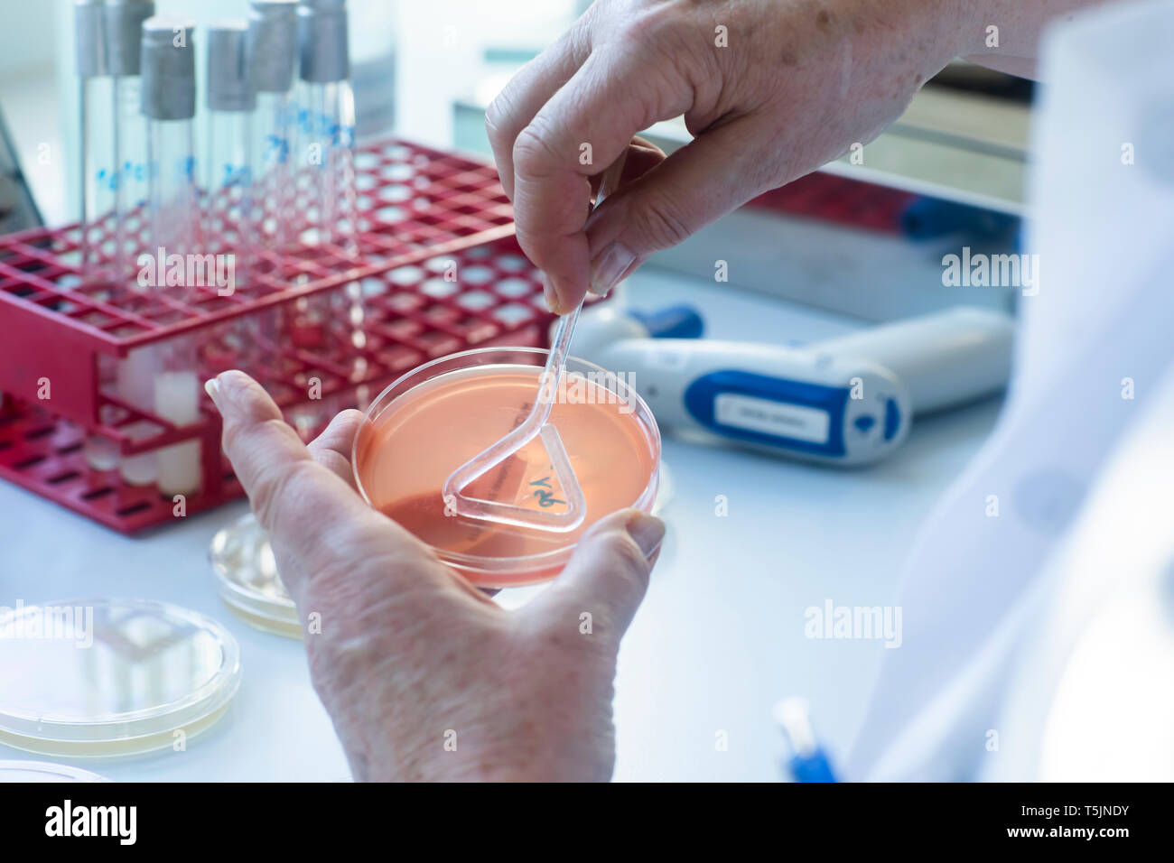 Lab technician working with growth medium in petri dish in lab Stock ...