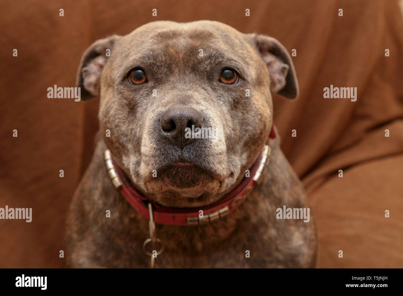 Sad looking Staffordshire Bull Terrier Dog Stock Photo - Alamy