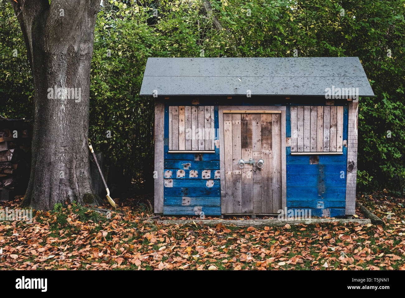 Exterior view of wooden shed with blue walls in garden, autumn leaves ...