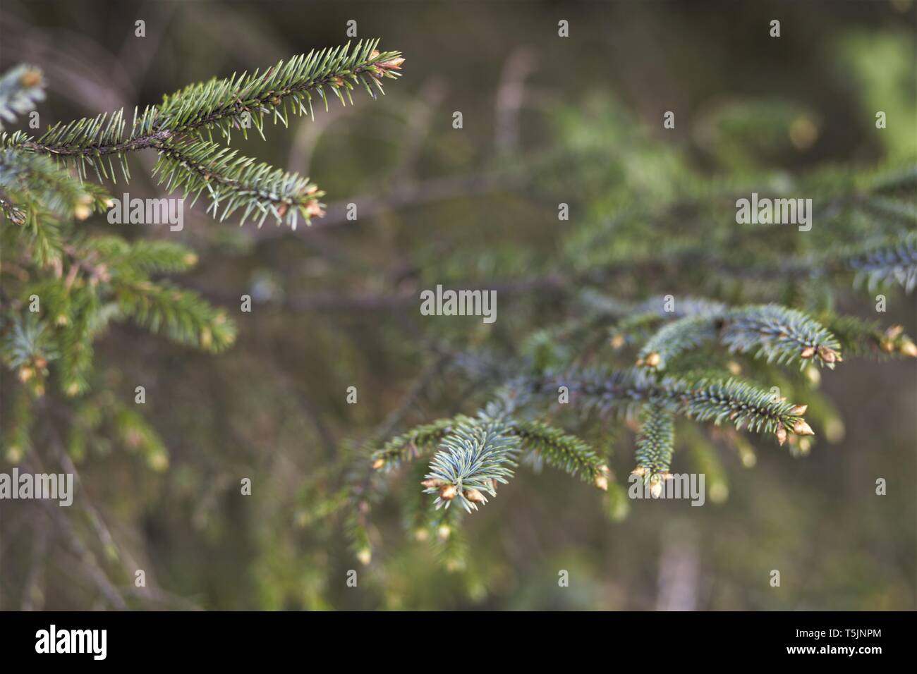 Greenery detail hi-res stock photography and images - Alamy