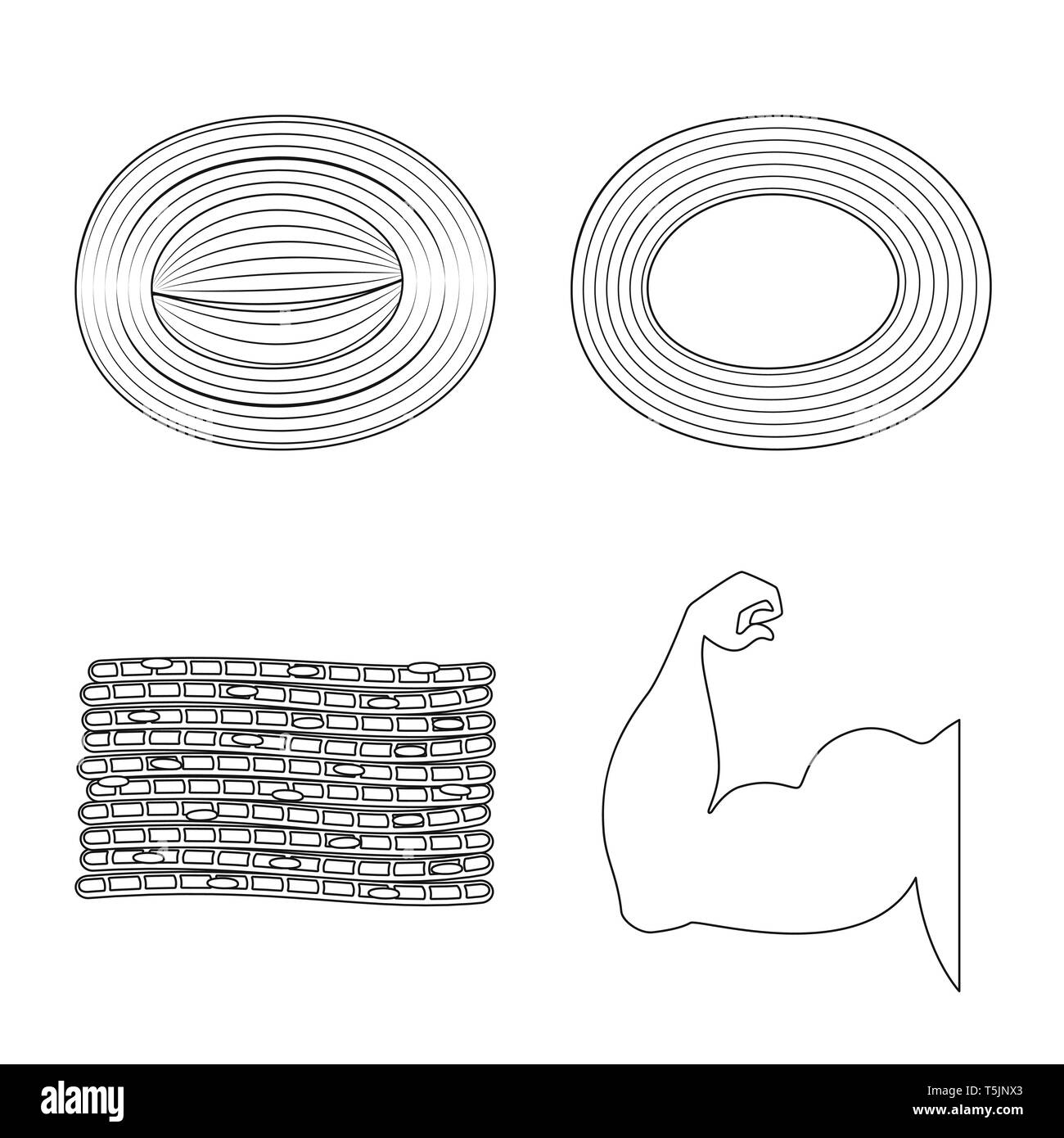 Vector illustration of fiber and muscular sign. Set of fiber and body ...